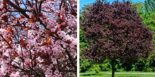 6 Fast-Growing Trees for Southern Ontario | Eising Garden Centre