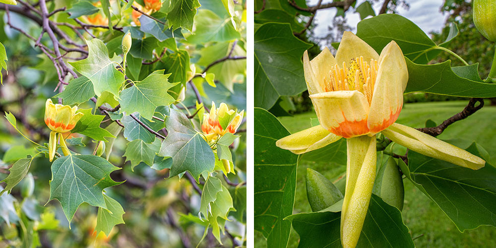 6 Fast-Growing Trees for Southern Ontario | Eising Garden Centre