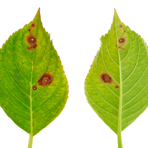 Identifying Hydrangea Diseases & Choosing the Best Treatment | Eising ...