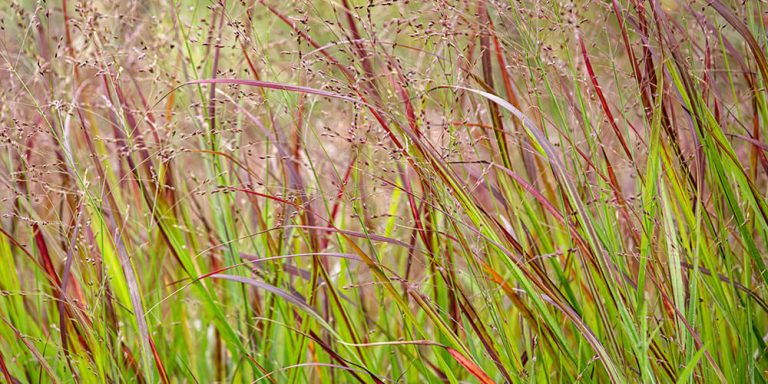 The 8 Best Ornamental Grasses for Ontario Landscapes | Eising Garden Centre