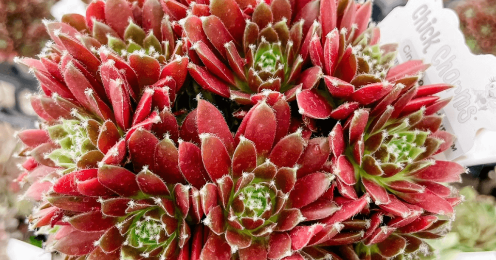 Growing Hens & Chicks | Eising Garden Centre